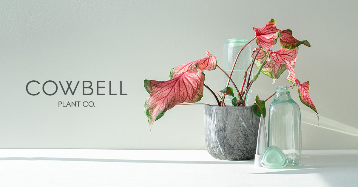 Explore the Cowbell Self-Watering Collection – Cowbell Plant Co.